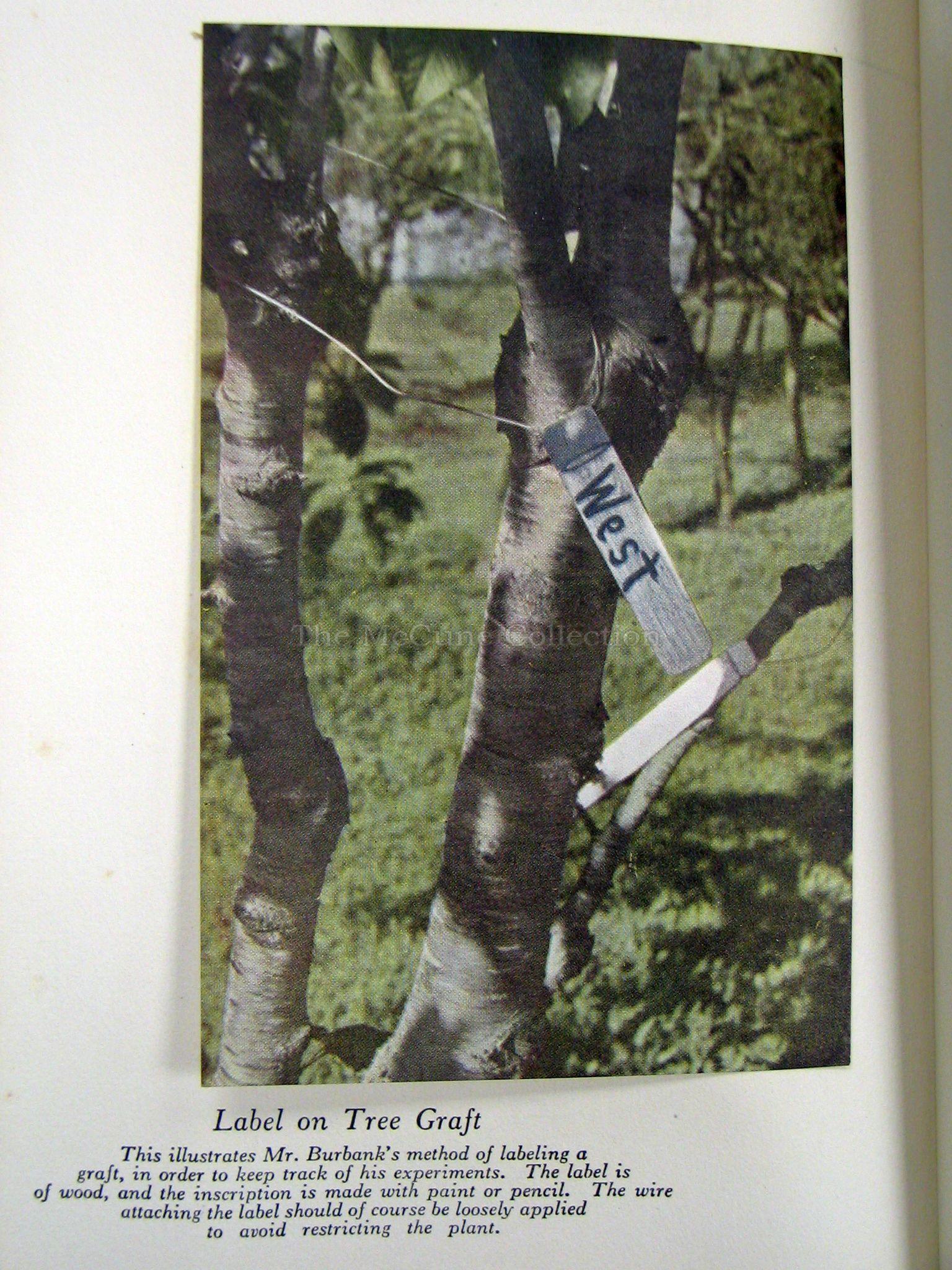 Luther Burbank. His Methods and Discoveries. Vol. III. • The McCune ...